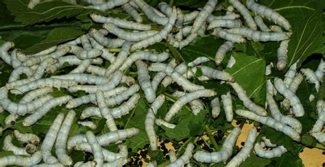 My Crazy History With Silkworms Cross Culture Girl