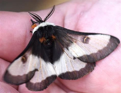 Nevada Buck Moth Hemileuca Nevadensis In 2024 Moth Moth Caterpillar Bugs And Insects