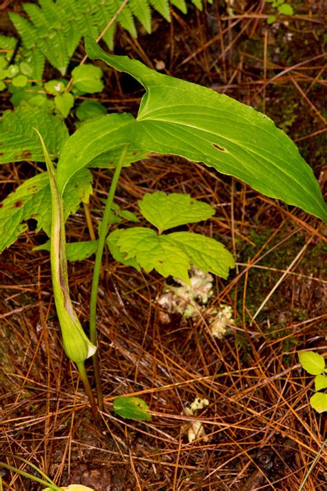 Sauromatum Diversifolium Eflora Of India