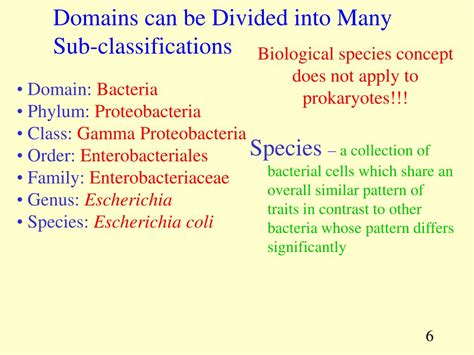 Ppt Classification Of Bacteria Powerpoint Presentation Free Download Id 6682924