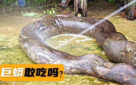 印尼人吃巨蟒这种做法让我猜到了开始没有猜到结尾很特别 国际美食研究僧 国际美食研究僧 哔哩哔哩视频