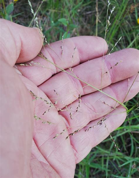 Long Leaved Redtop Panicgrass From Nacogdoches County Tx Usa On October 14 2022 At 0608 Pm
