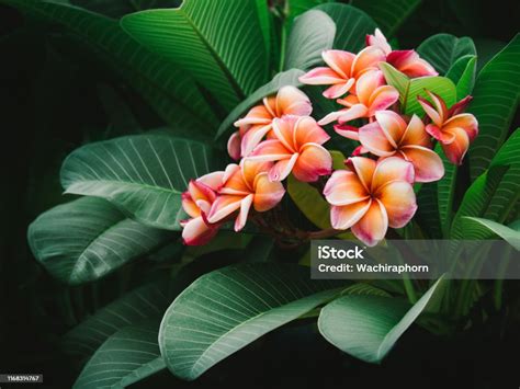 아름다운 화려한 플루메리아 꽃 의 상단보기는 녹색 잎 배경으로 정원에 장식 어두운 배경의 아름다운 분홍색 꽃 0명에 대한 스톡 사진 및 기타 이미지 Istock