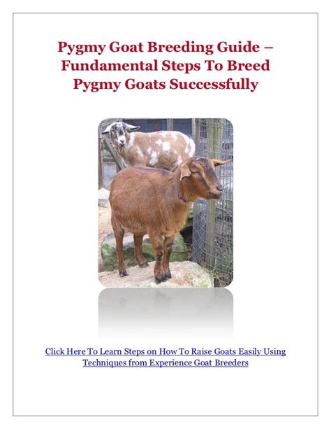 Pygmy Goat Breeding Guide Fundamental Steps To Breed Pygmy Goats Su