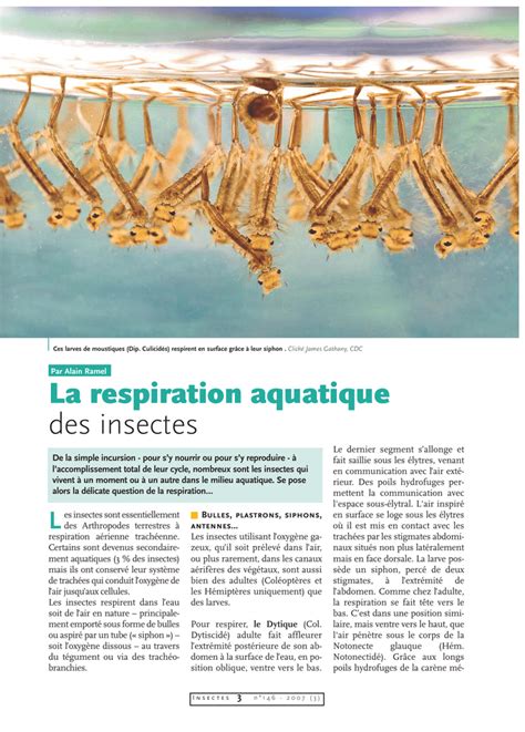 Larve De Libellule Organe Respiratoire