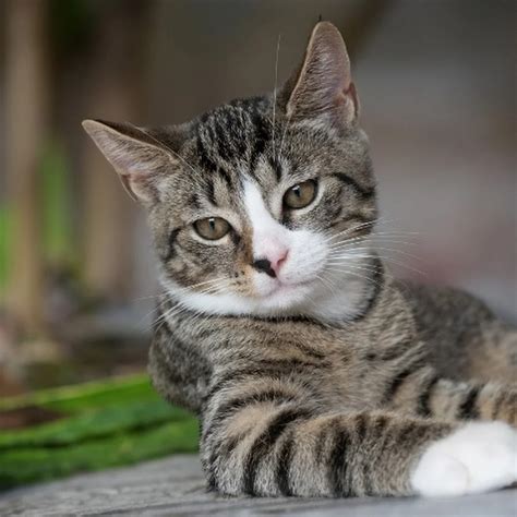 Catto 🐈 Youtube