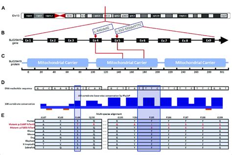 Schematic Illustration For Gene And Protein Domain Structure Of Download Scientific Diagram