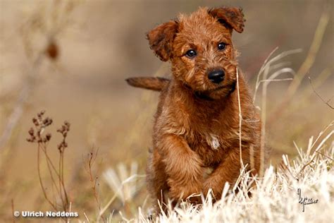 Welpen | Irish Terrier von der Emsmühle