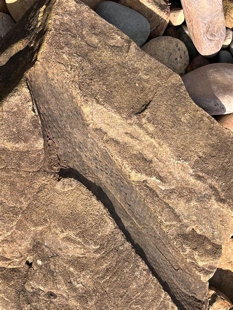Carboniferous Fossil Finds Crail Scotland Rpaleontology