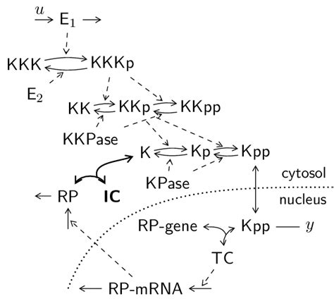 Structure Of The Mapk Cascade Model The Specie Ic And Associated Download Scientific Diagram