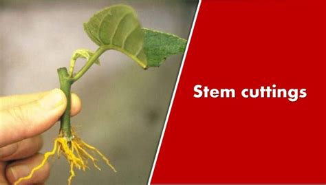 Cutting Method Of Vegetative Propagation Bsc Agriculture Notes