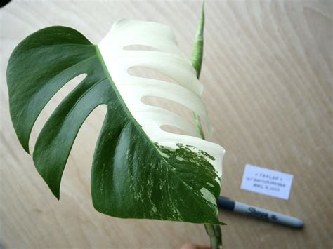 Plants For Trade Hoya Var Zz Philo Mexicanum And Syngoniums All The