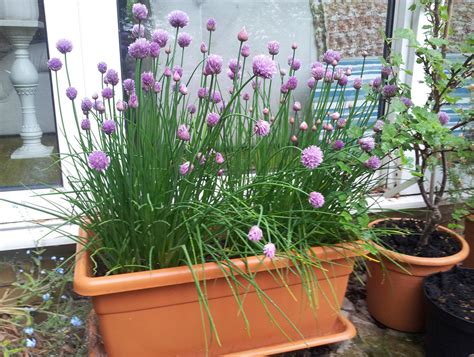 8 Of The Easiest Herbs To Grow In Your Backyard Garden