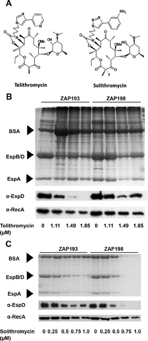 Telithromycin And Solithromycin Structures And Effect On Type Iii Secre