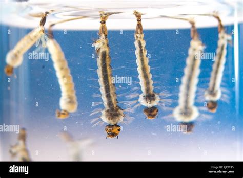 Asian Tiger Mosquito Larvae In Water Alive Aedes Albopictus Exotic