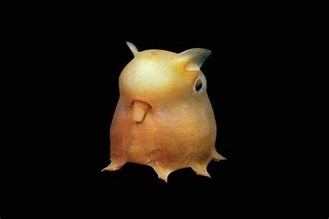 11 Strange And Weird Animals That You Didnt Know Exist Boring Duckling