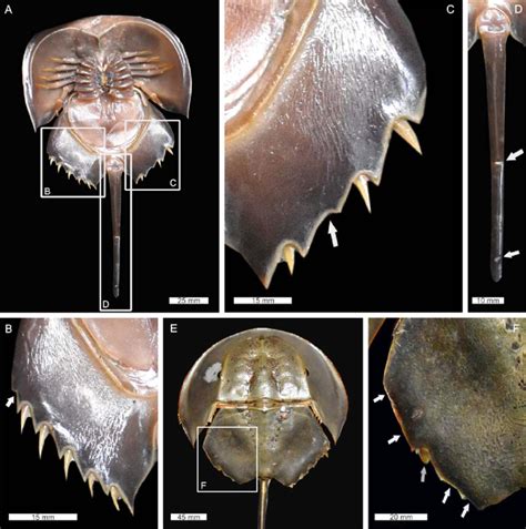 Carcinoscorpius Rotundicauda With Thoracetronic And Telson