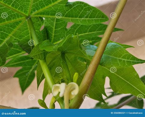 Yellowish White Flower Of The Papaya Plant Or Carica Papaya Stock