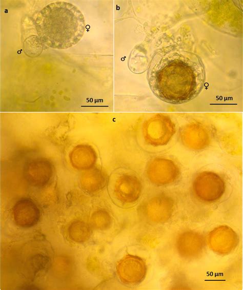 Oospore A Phytophthora Receptor Like Kinase Regulates Oospore