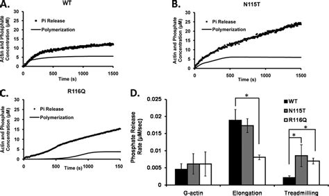 P I Release Associated With Polymerization Of Mutant Actins 48 M