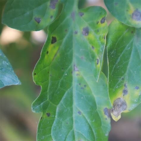 Tomato Leaf Diseases Detection Computer Vision Kaggle