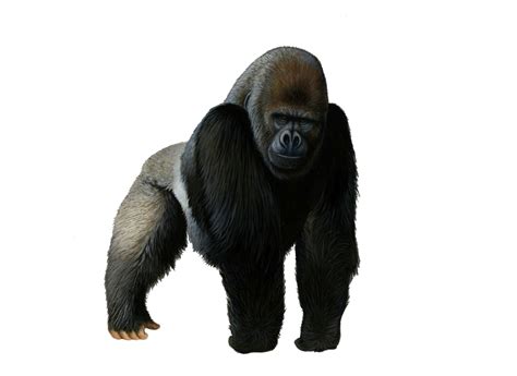 Горилла Png