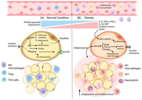 Adipose Tissue With Adipocytes