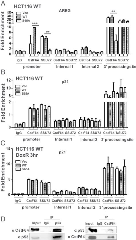 Differential Requirement Of Tfiib Ser65 For The Recruitment Of 3′ Download Scientific Diagram