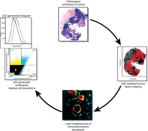 Quantitative Analysis Of Surrogate Markers In Tumour Biopsies Using