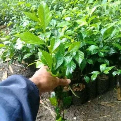 Jual Tanaman Hias Pohon Tetehan Kab Bogor Dekorasi Tanaman Hias