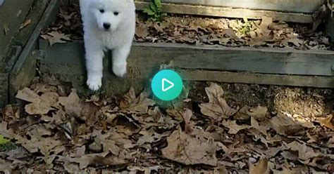 Running With The Pack  On Imgur
