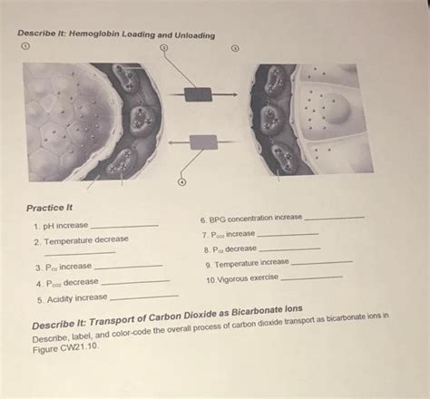 solved describe it hemoglobin loading and unloading