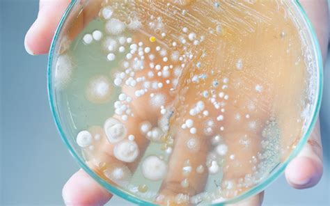 Microbiological Laboratory Testing Environmental Service Laboratories