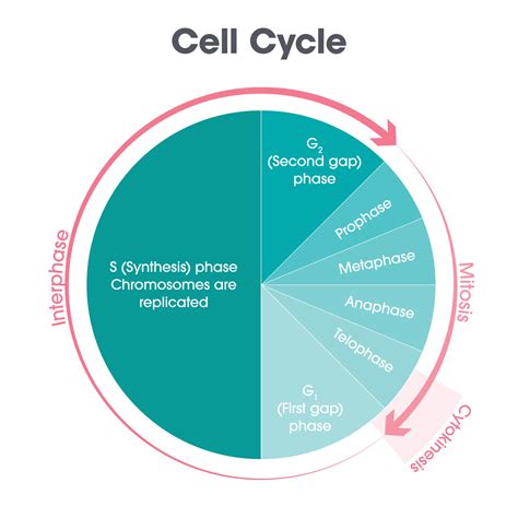 Cell Cycle Biology Vector Illustration Graphic 27571711 Vector Art At