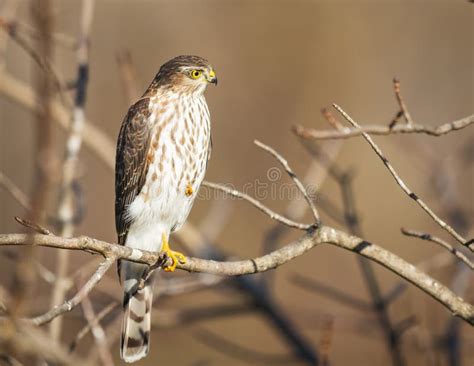 Sharp Shinned Hawk Sitting In A Tree Stock Image Image Of Bird Twig 349186017