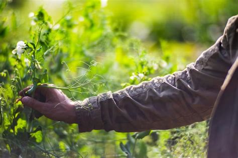 La Mano Del Agricultor Toca Los Cultivos Agrícolas De Cerca Cultivo De
