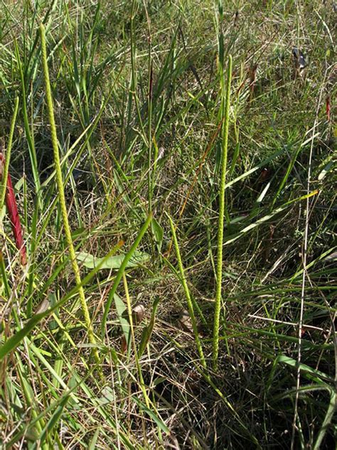 Ri Equisetopsida Lycopodiopsida And Isoetopsida Among Rhode Island
