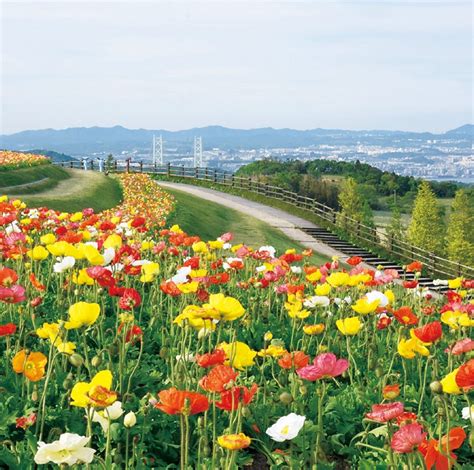 あわじ花さじき｜春到来 淡路島の旅｜淡路島特集 神戸っ子