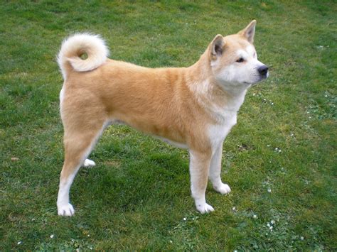 Fawn Colors Akita Inu Photo And Wallpaper Beautiful Fawn Colors Akita