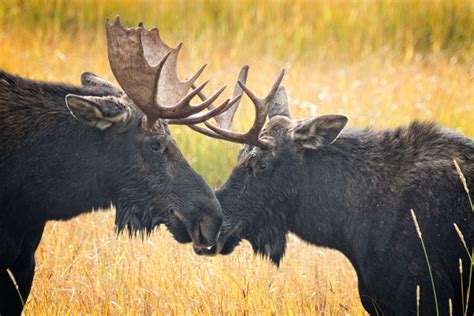 Moose Facts Mating