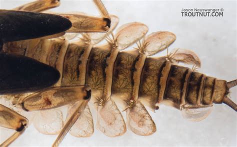 Identification Key To Genera Of Heptageniidae Nymphs