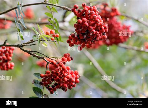Red Berries On A Tree Stock Photo Alamy