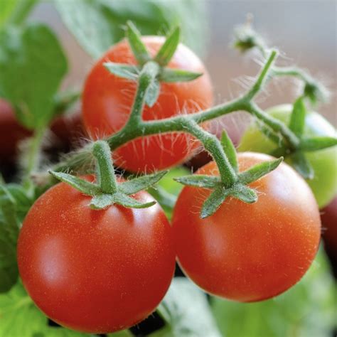 Tomato Seeds Tiny Tim Grow Sow Greener
