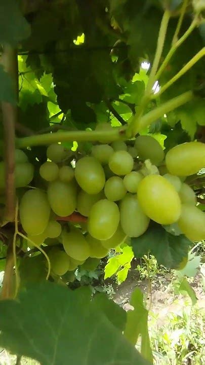 ყურძენი ლანდიში🇬🇪🇬🇪🇬🇪 Youtube