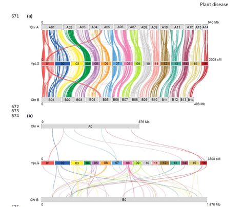 Genetic Linkage Diagram