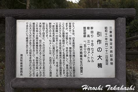 引作の大楠