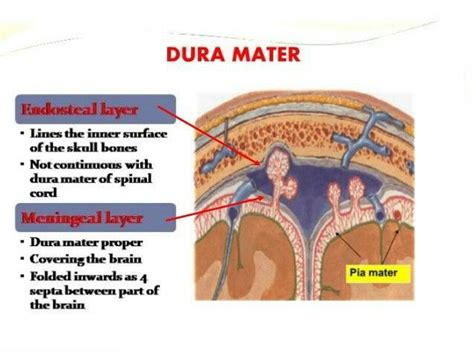 Walls Of Dural Venous Sinuses Sinusitis Dura Mater Neuroscience