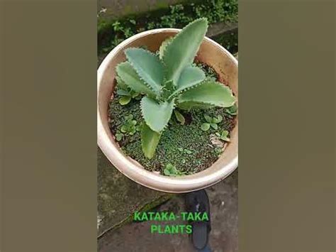 Kataka Taka Plants Asmr Satisfying Shorts Shortvideo Trending