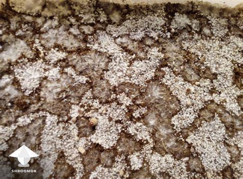 Luminous Lucy Gallery On Shroomok