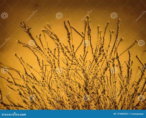 Dermatophyte Fungus Under The Microscope Stock Image Image Of Growing Fractal 177859531